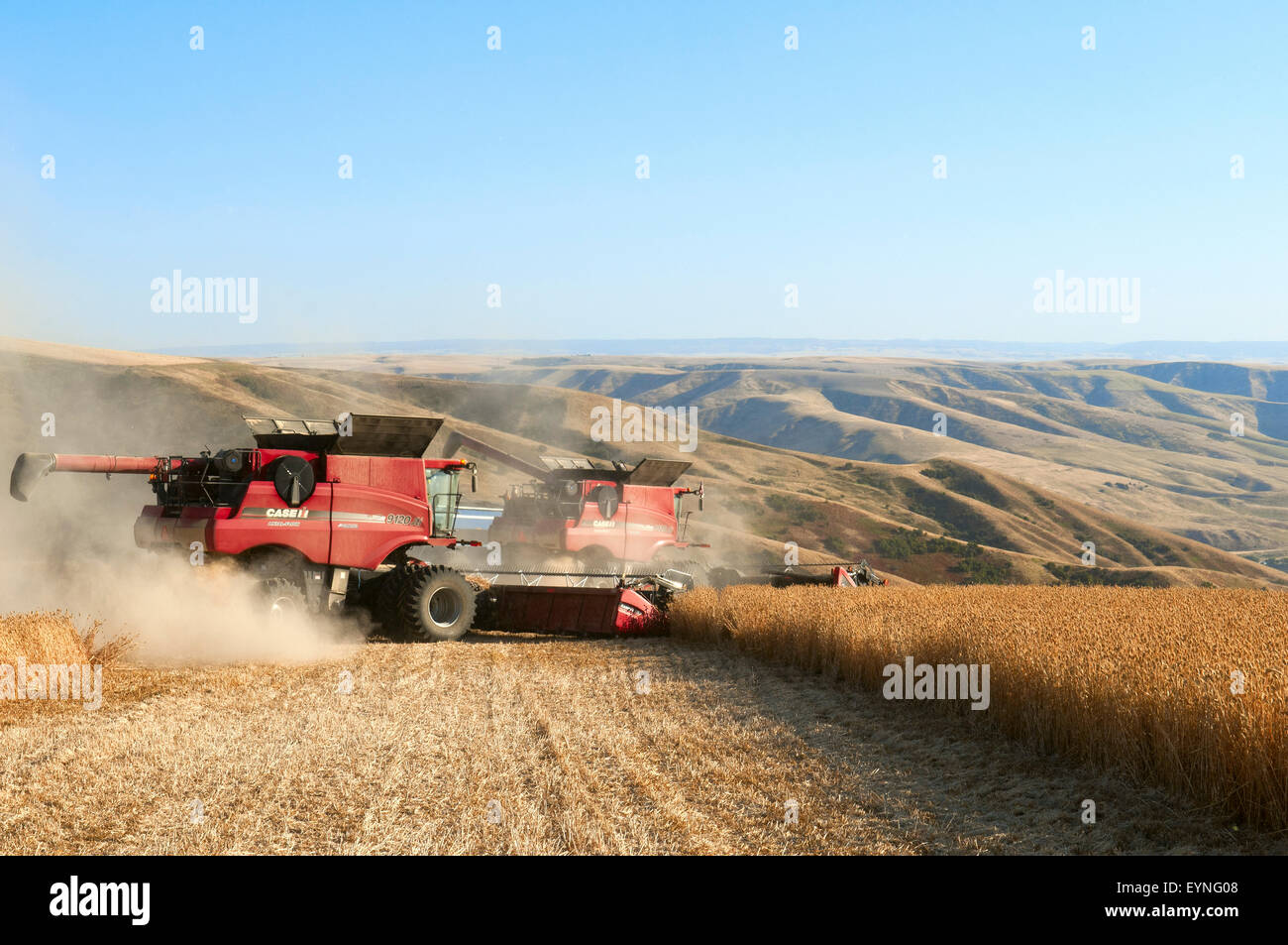 Multiple Case combines harvesting wheat on the hills of the Palouse ...