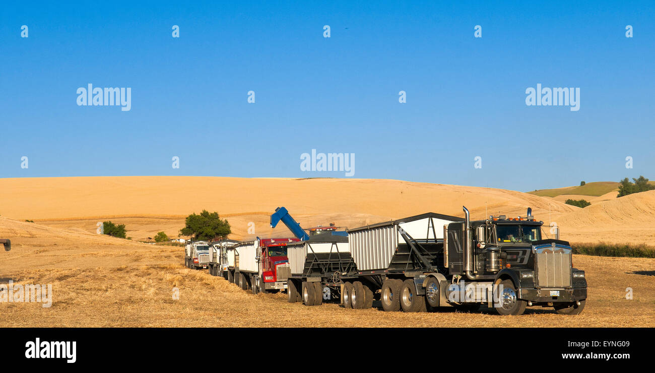 Grain trucks lined up waiting to be loaded by tractor pulled grain ...