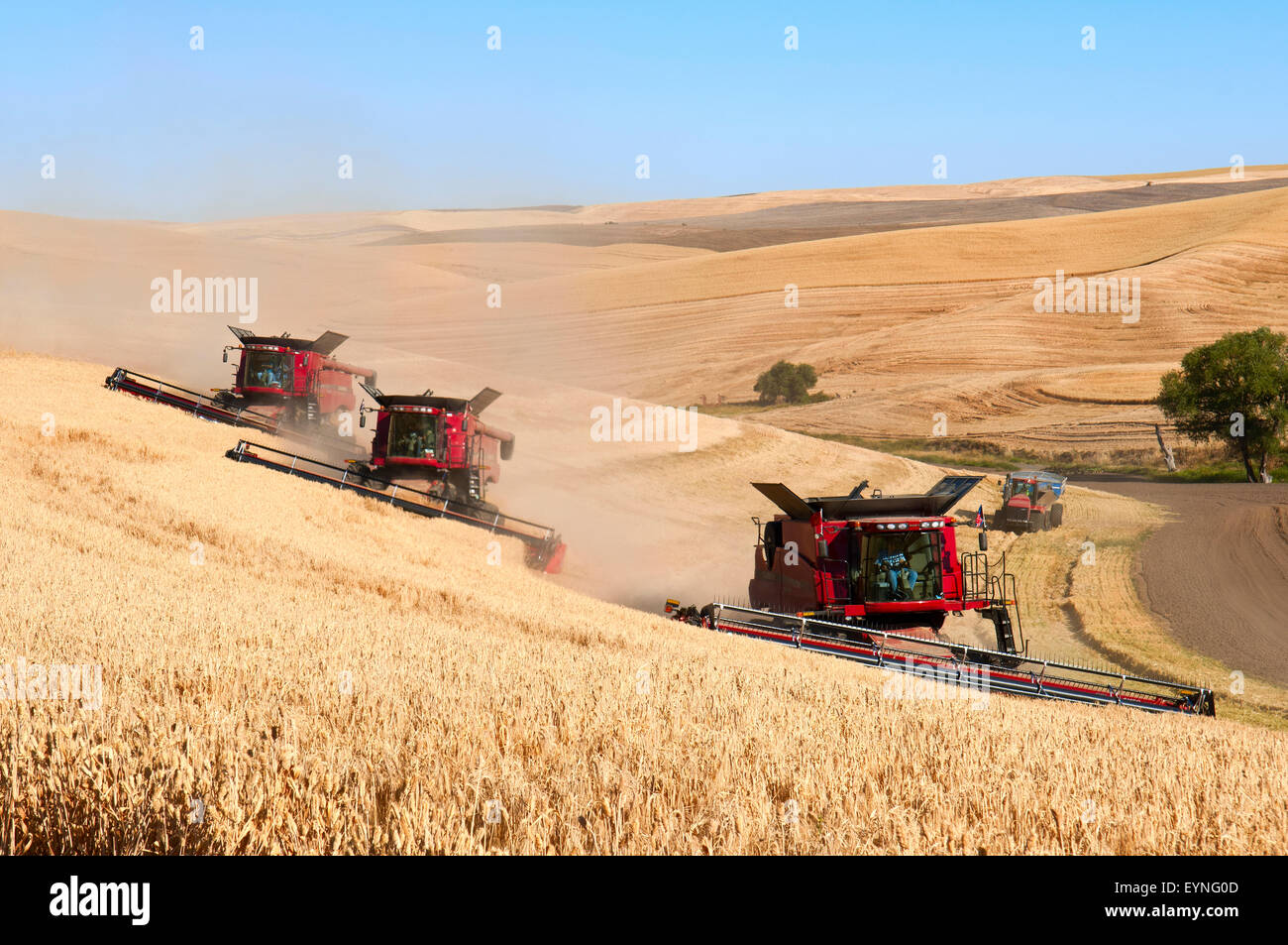 Multiple combines harvesting wheat in hi-res stock photography and ...