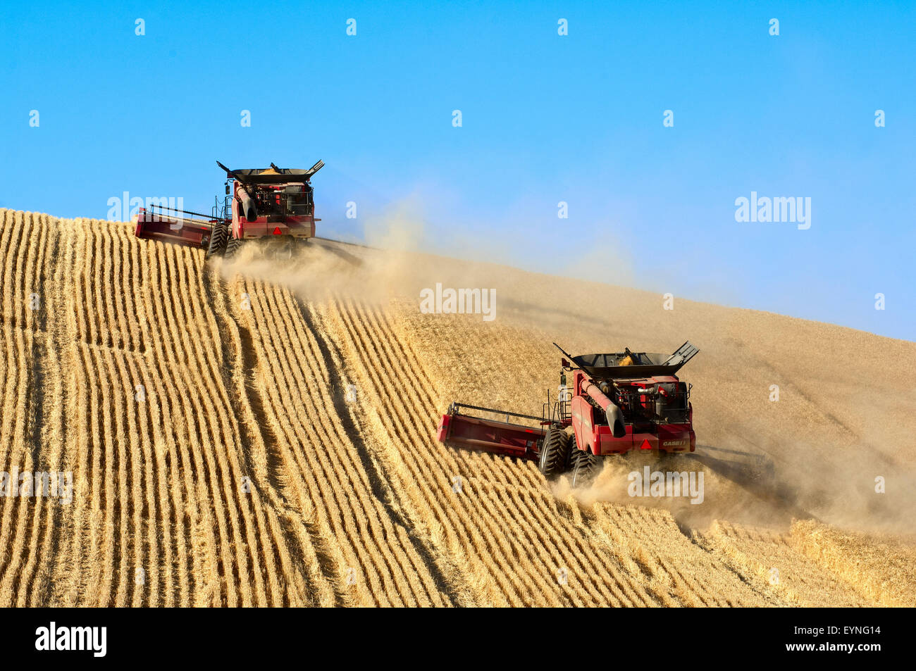 Multiple Case combines harvesting wheat on the hills of the Palouse ...