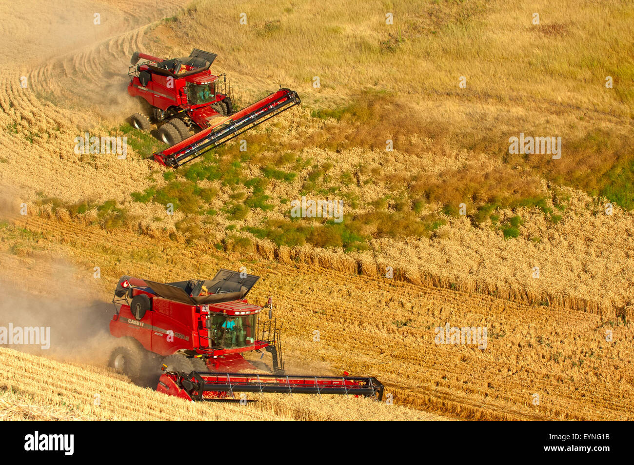 Multiple Case combines harvesting wheat on the hills of the Palouse ...