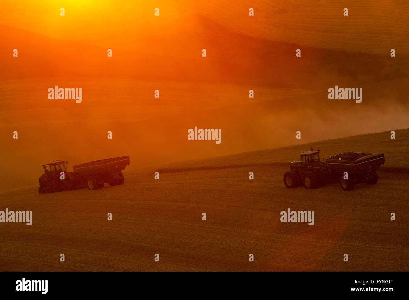 Tractors pulling grain carts across a field at sunset in the Palouse ...