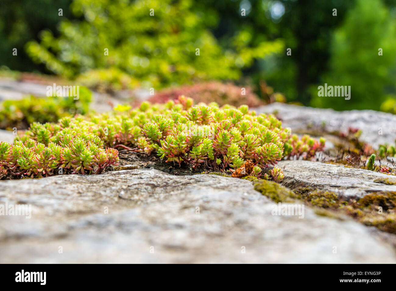Beautiful moss clusters on the pavement Stock Photo - Alamy
