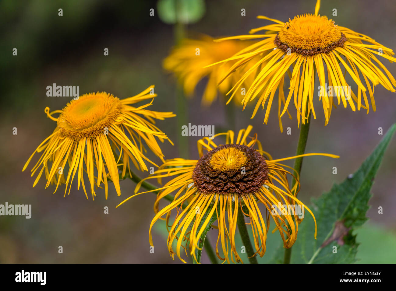 Mecsek hi-res stock photography and images - Alamy