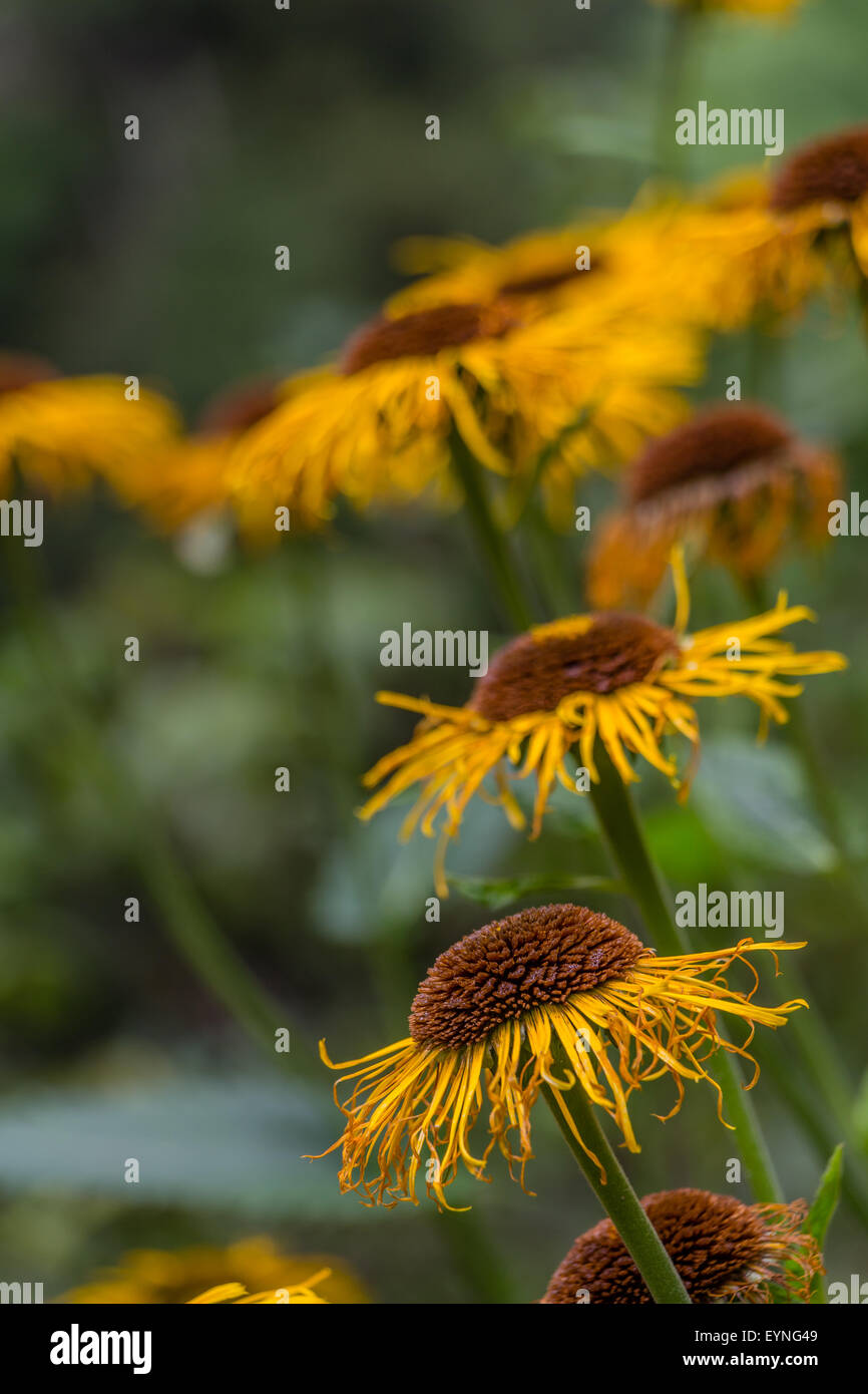 Beautiful mecsek yellow flower Stock Photo - Alamy