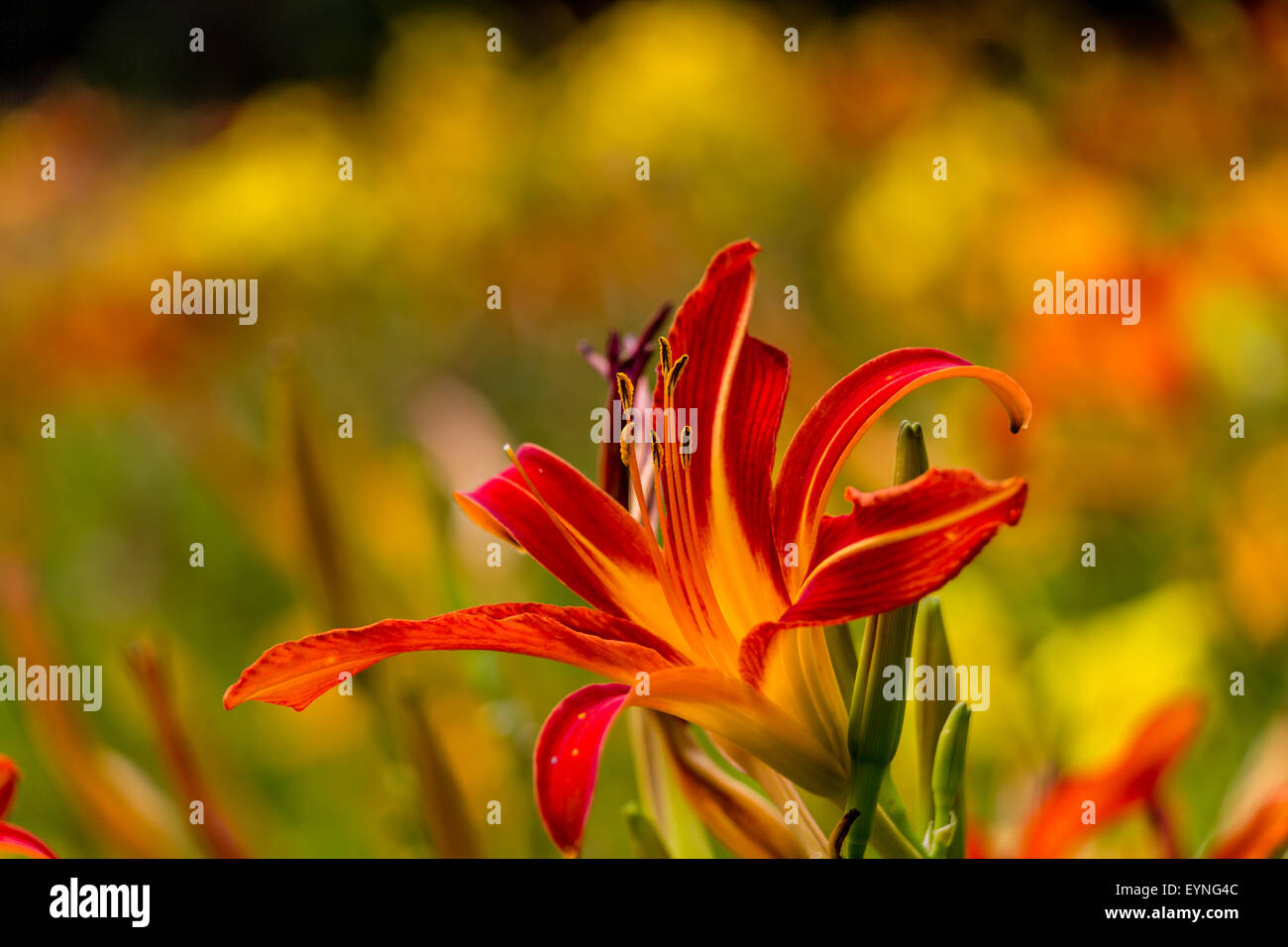 Beautiful red and yellow day lily flower Stock Photo - Alamy