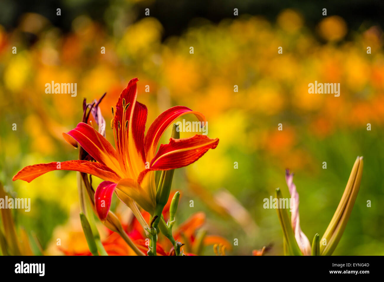 Beautiful yellow red lily hi-res stock photography and images - Alamy