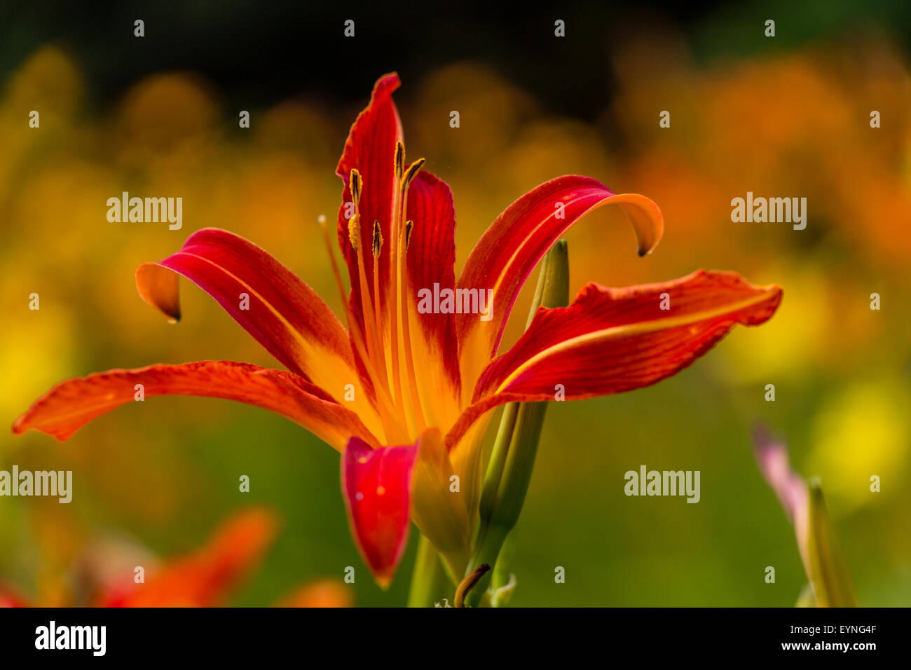 Beautiful red and yellow day lily flower Stock Photo - Alamy