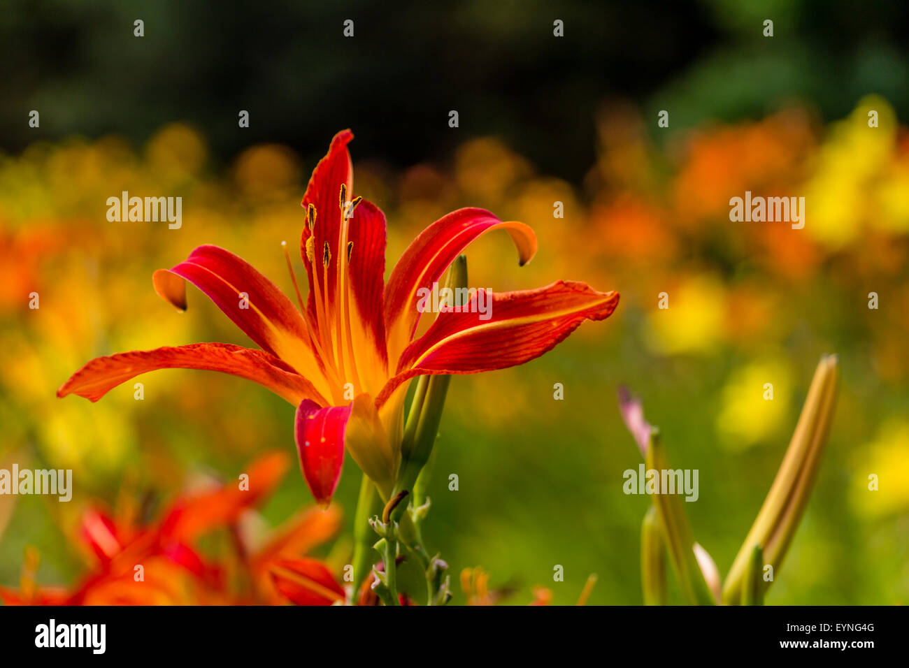 Red flower with yellow stigma hi-res stock photography and images - Alamy
