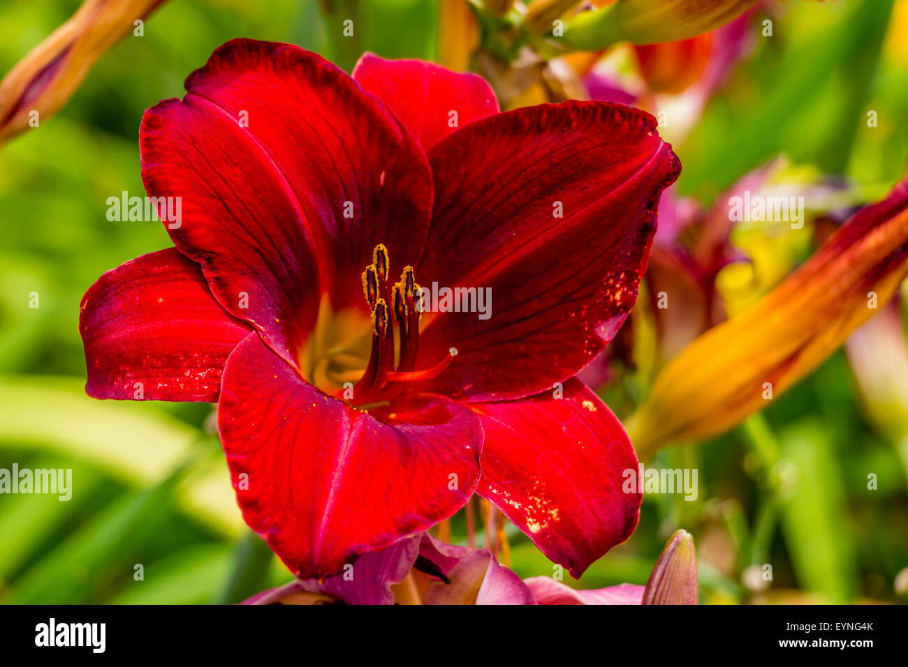 Beautiful red day lily flower Stock Photo - Alamy
