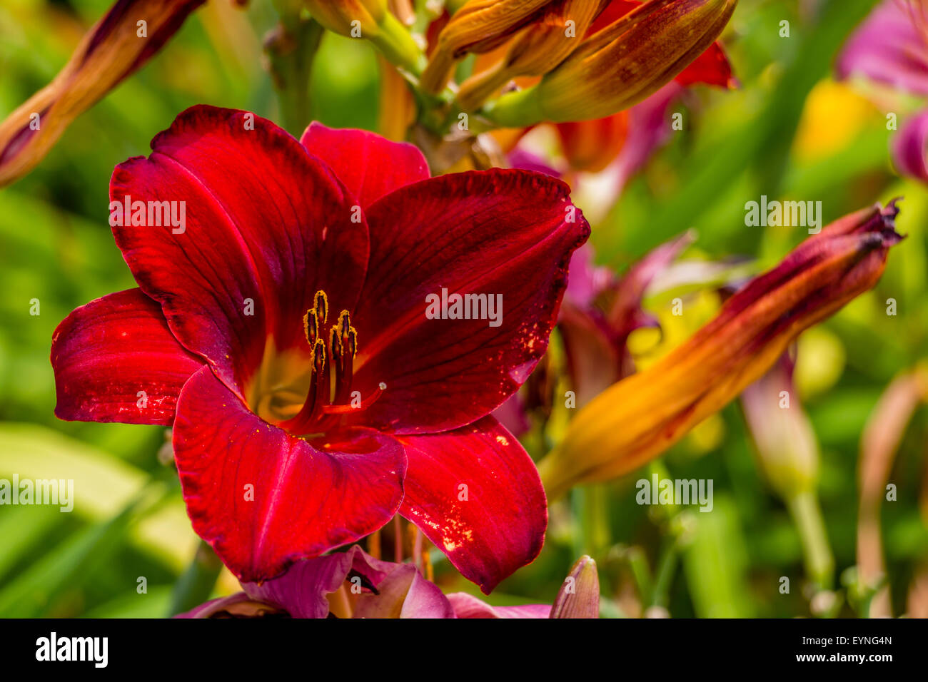Beautiful red lily flower hi-res stock photography and images - Alamy