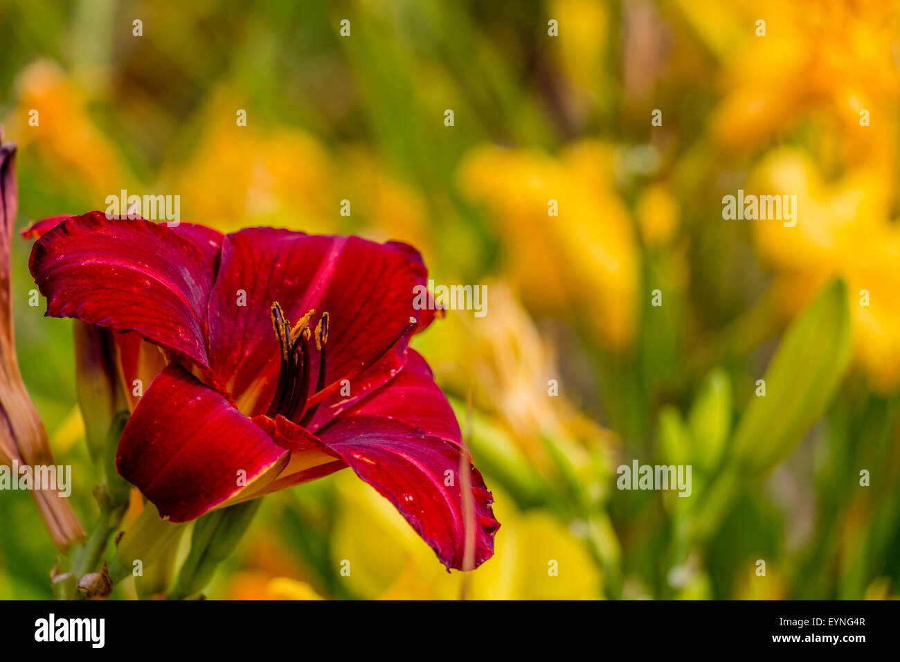 Beautiful red day lily flower Stock Photo - Alamy