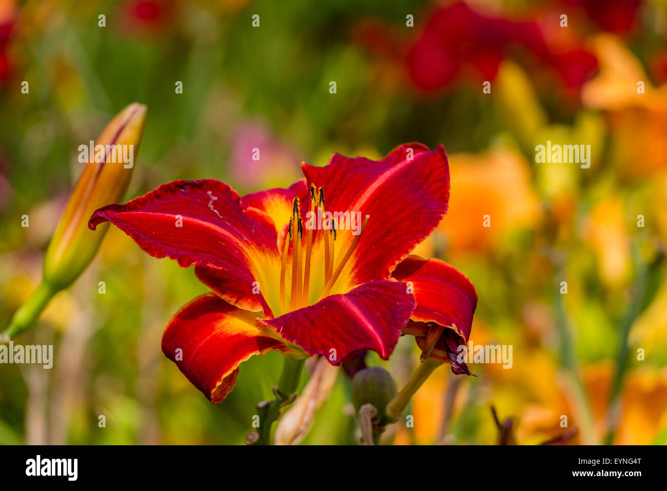 Beautiful red day lily flower Stock Photo - Alamy