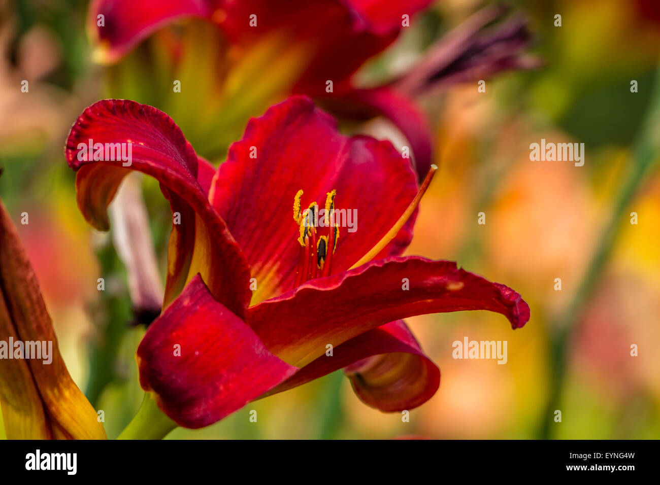 Beautiful red day lily flower Stock Photo - Alamy