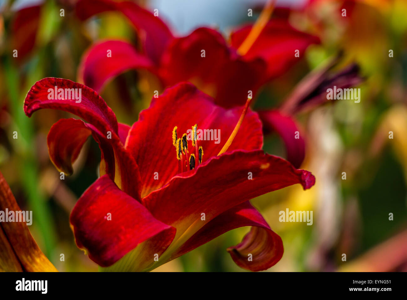 Beautiful red lily flower hi-res stock photography and images - Alamy
