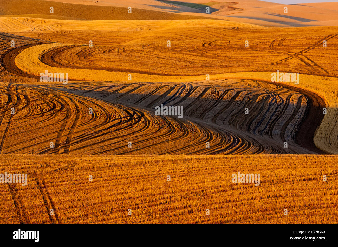 Field of stubble from harvested grain in the hills of the Palouse ...
