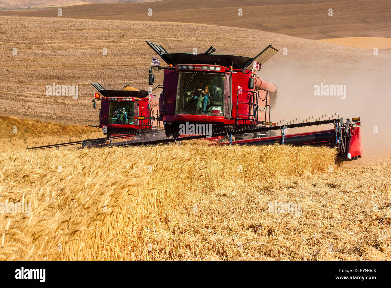Multiple Case leveling combines harvest grain in the Palouse region of ...