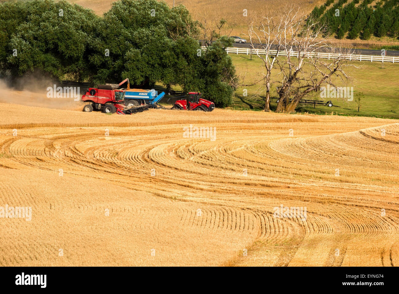 Combines harvesting grain offloads to a tractor pulled grain cart in ...