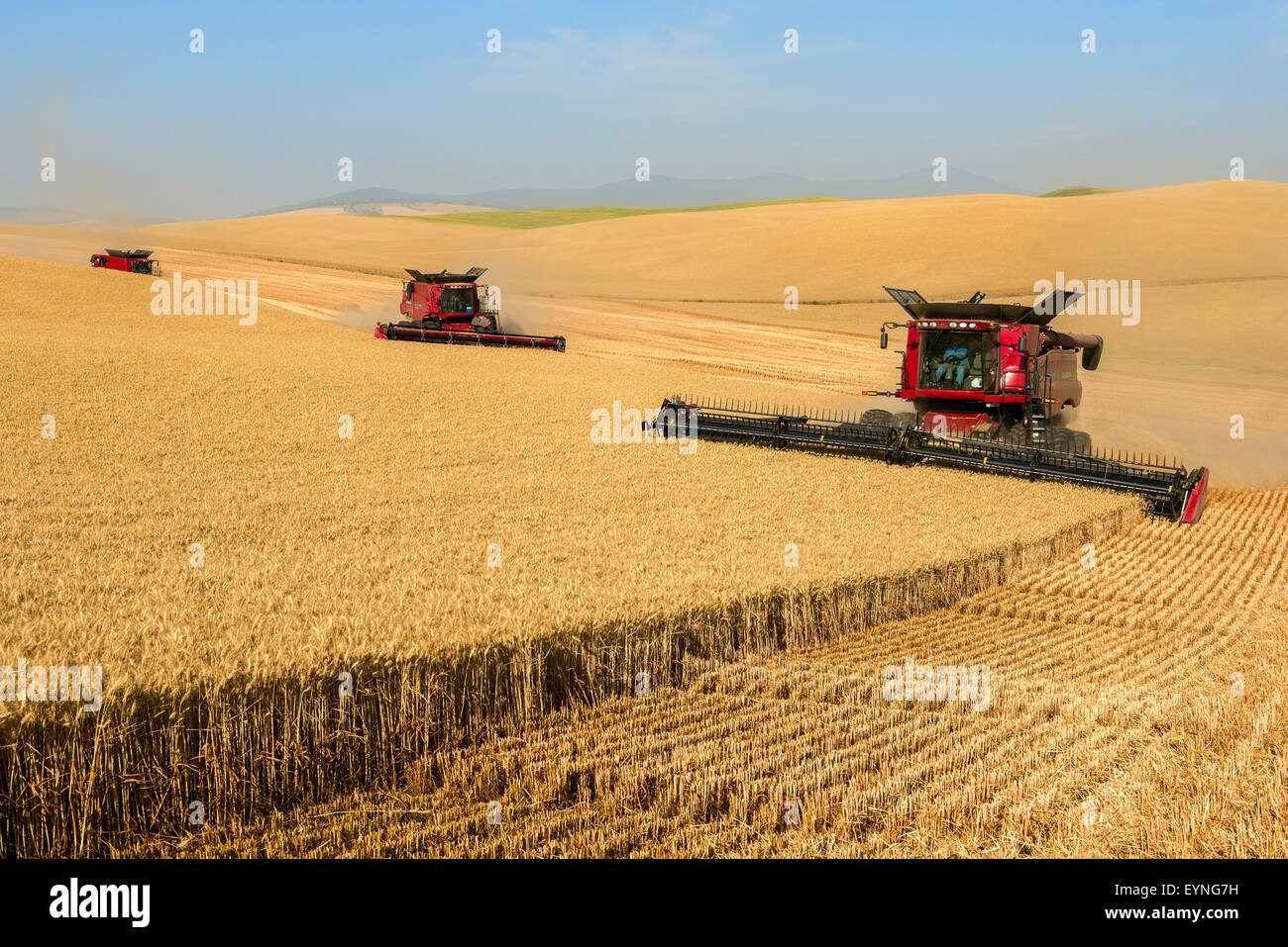Multiple Case combines harvesting wheat on the hills of the Palouse ...