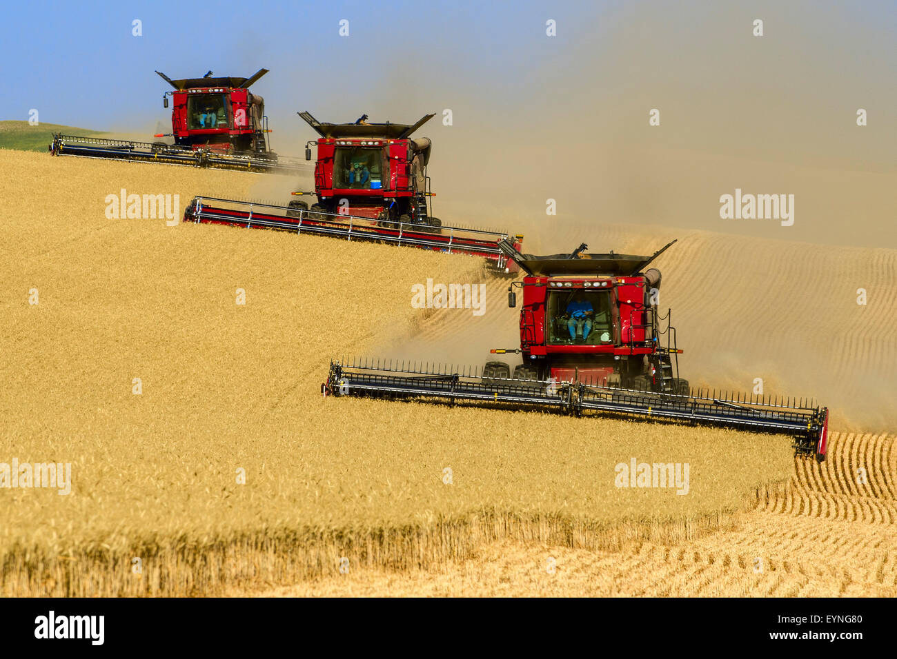 Multiple Case combines harvesting wheat on the hills of the Palouse ...