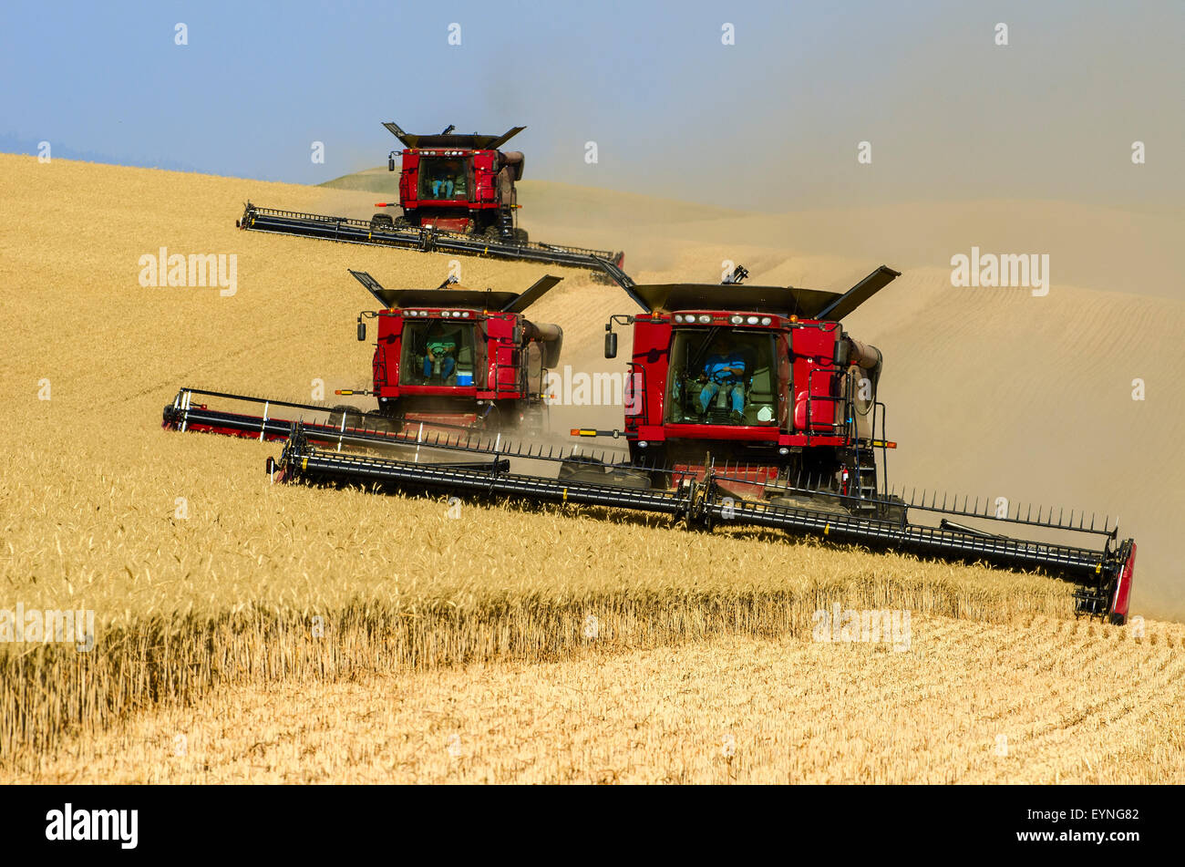 Multiple Case leveling combines harvesting grain in the Palouse region ...
