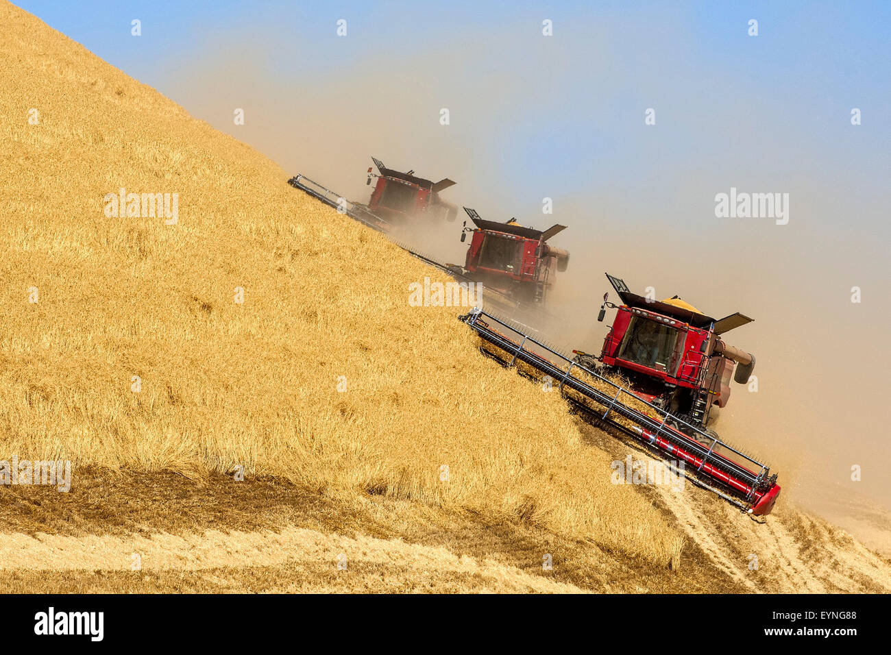 Multiple Case combines harvesting wheat on the hills of the Palouse ...