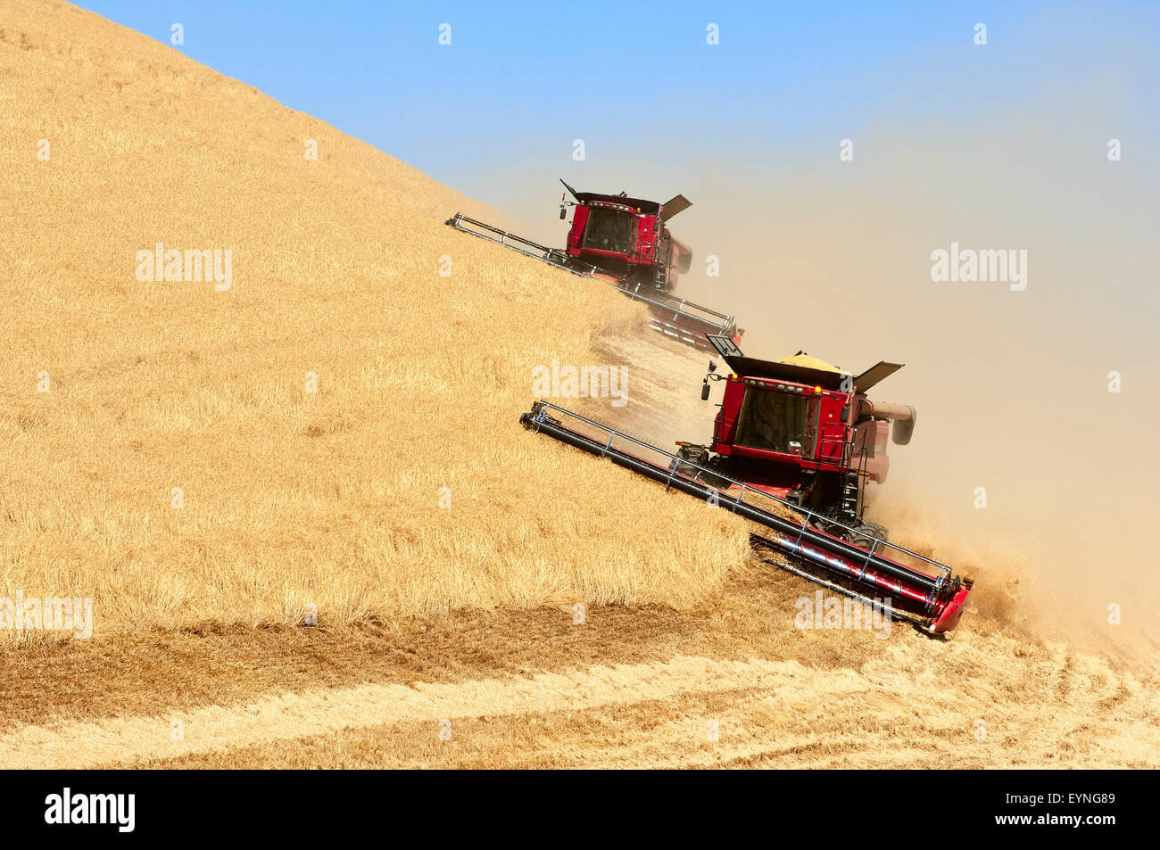 Multiple Case combines harvesting wheat on the hills of the Palouse ...