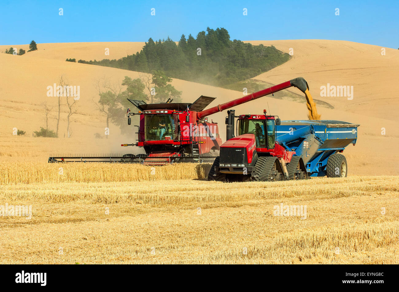 Case combine offloads grain to grain cart while harvesting grain in the ...