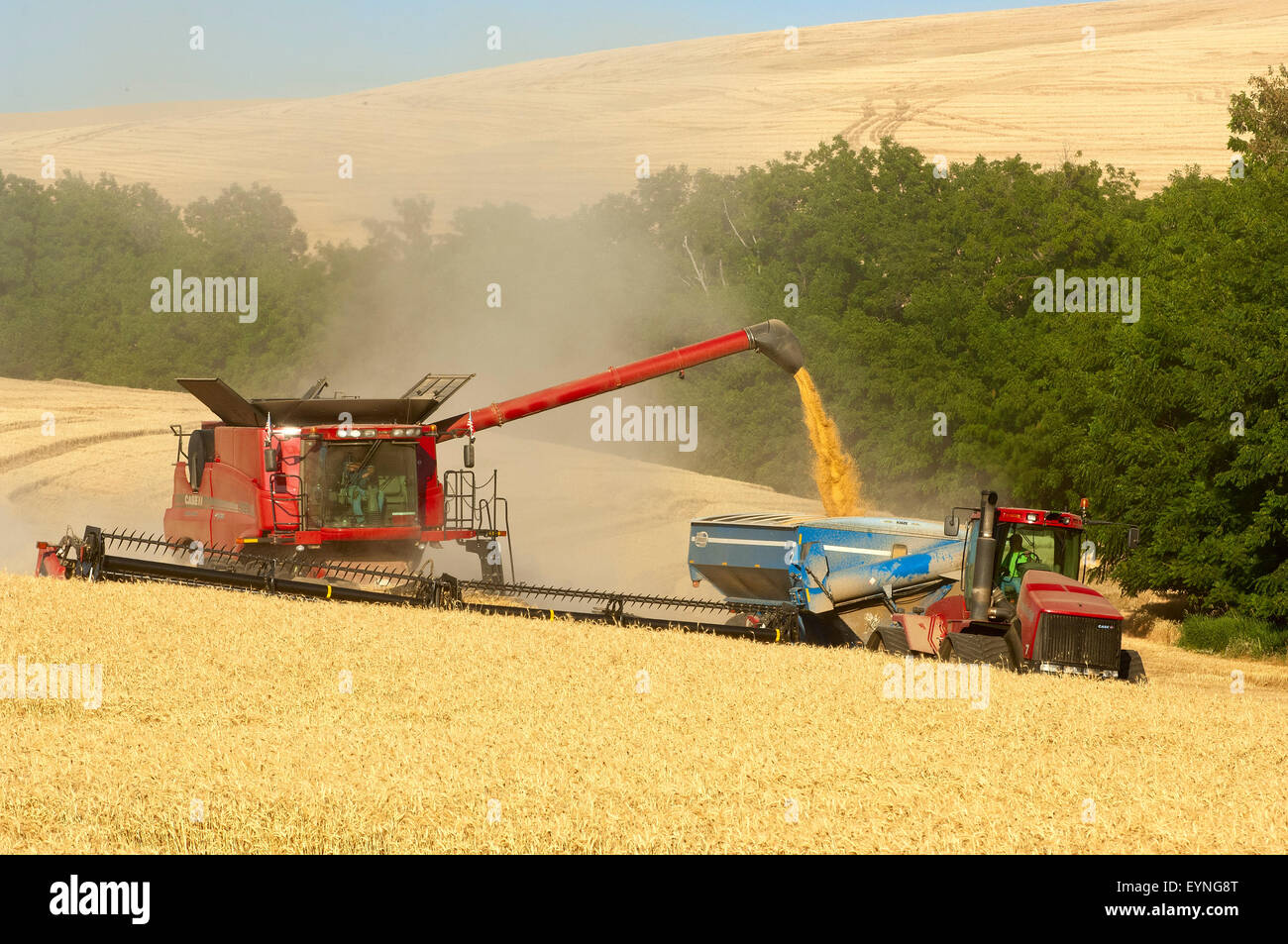 Case combine offloads grain to grain cart while harvesting grain in the ...