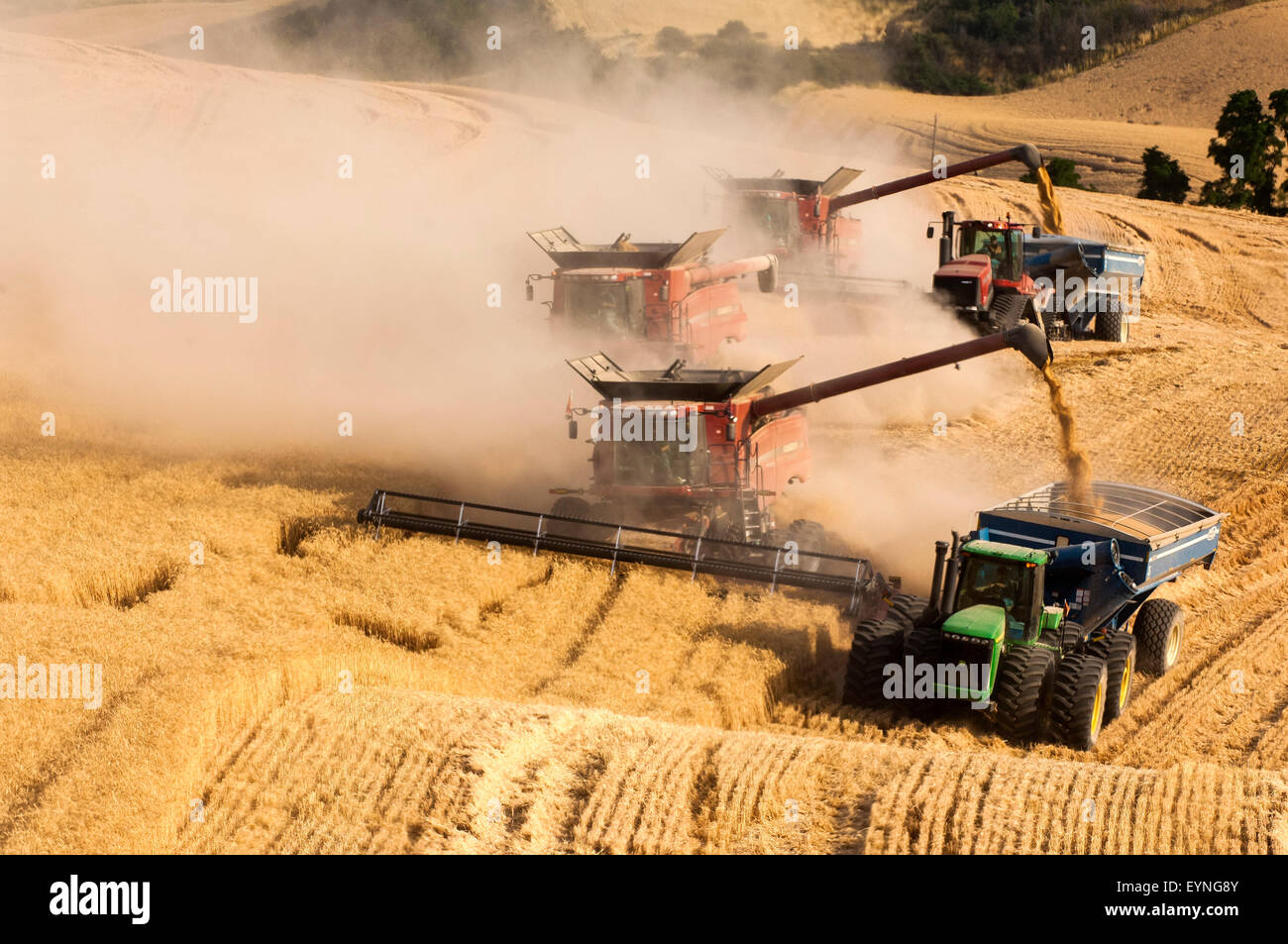 Multiple Case combines harvesting wheat on the hills of the Palouse ...