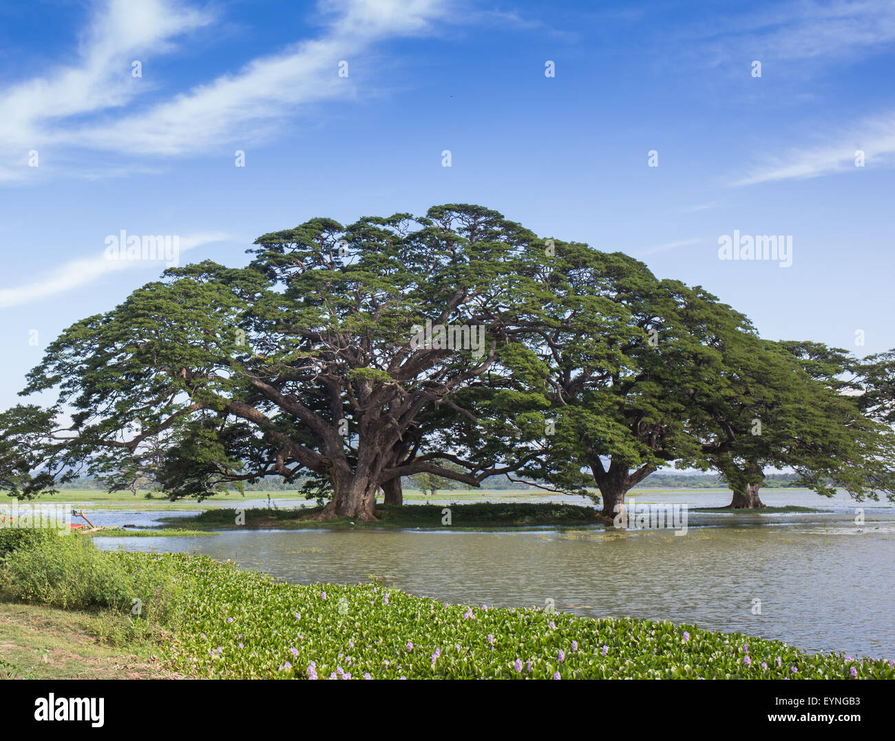 Subtropical forest hi-res stock photography and images - Alamy
