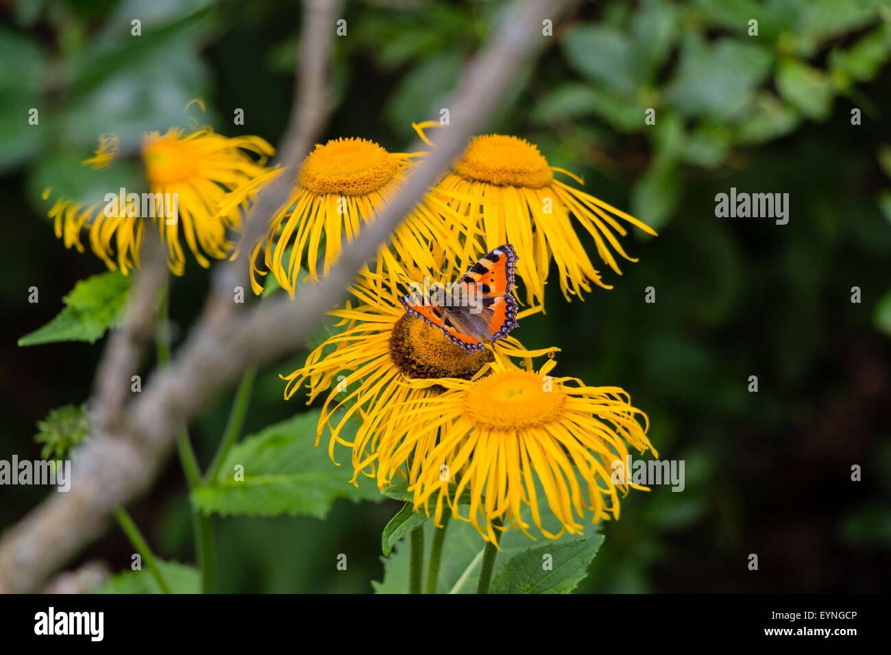 Bee and butterfly and garden hi-res stock photography and images - Alamy