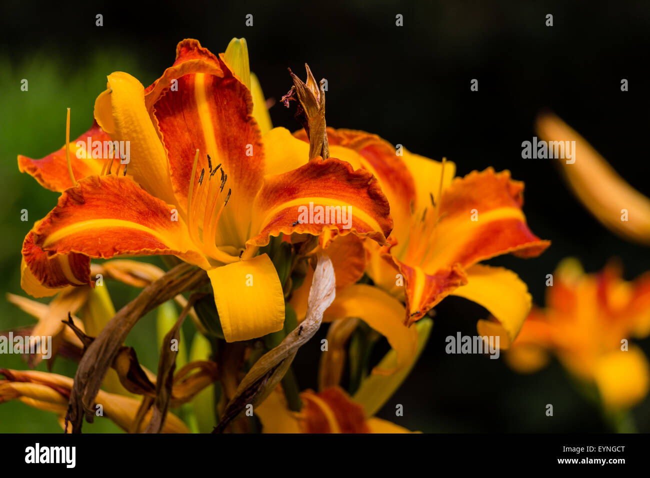 Beautiful red yellow flower hi-res stock photography and images - Alamy