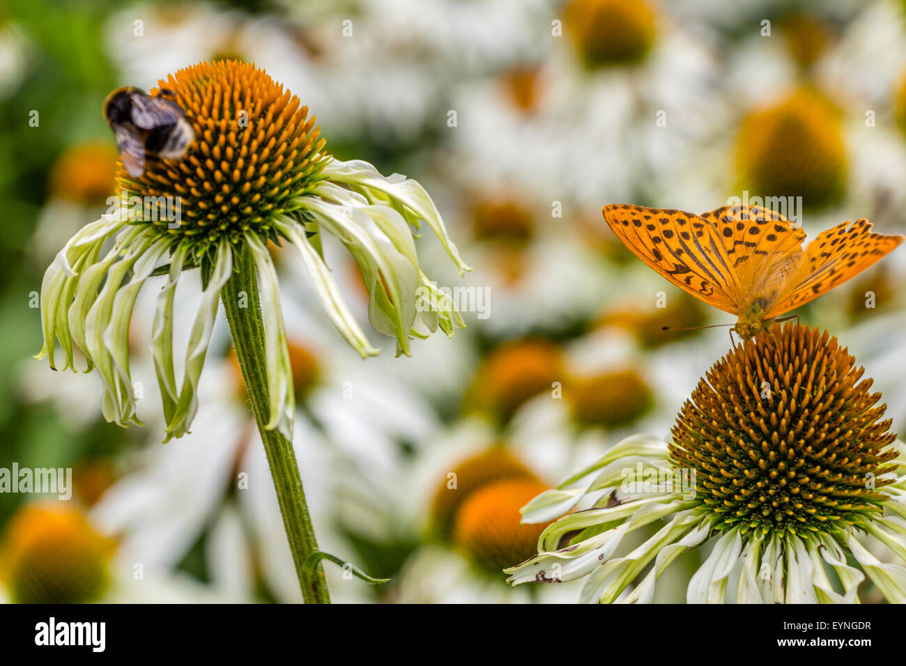 Flowers, bees and butterflies Stock Photo - Alamy