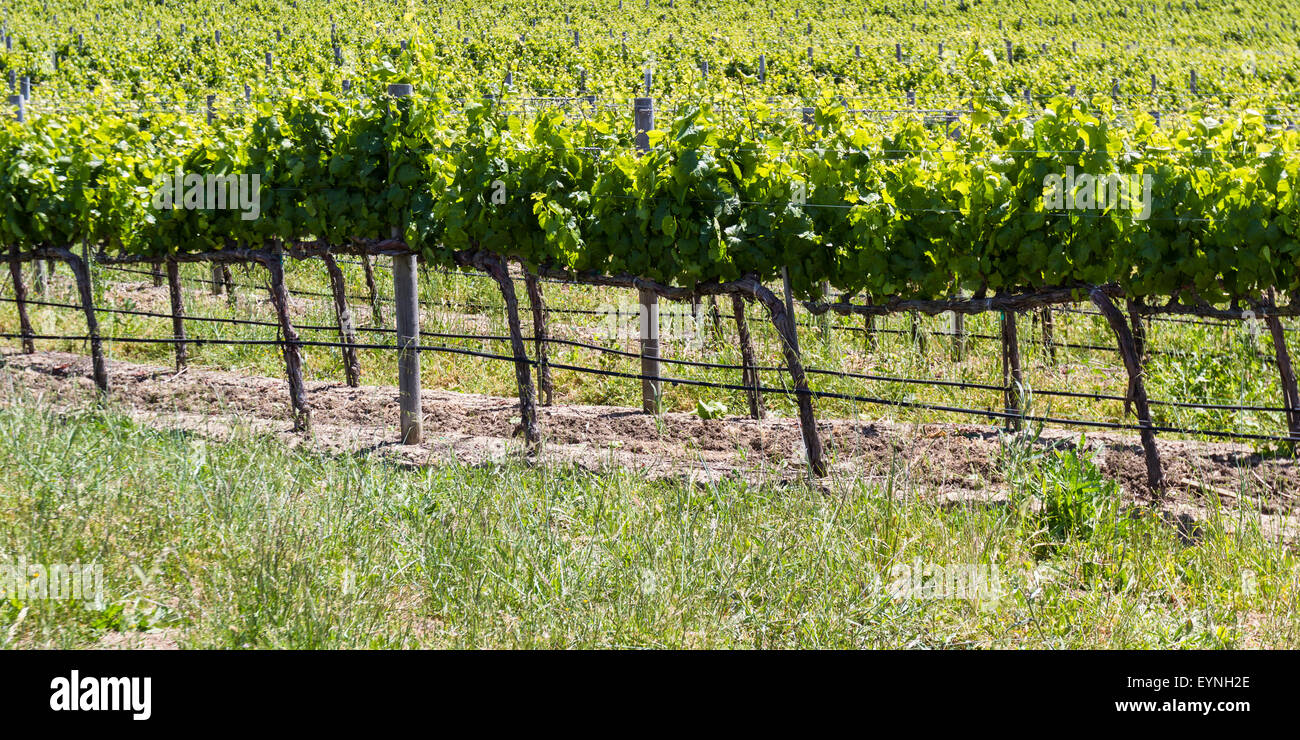 landscape in California with rows of grape vines Stock Photo - Alamy