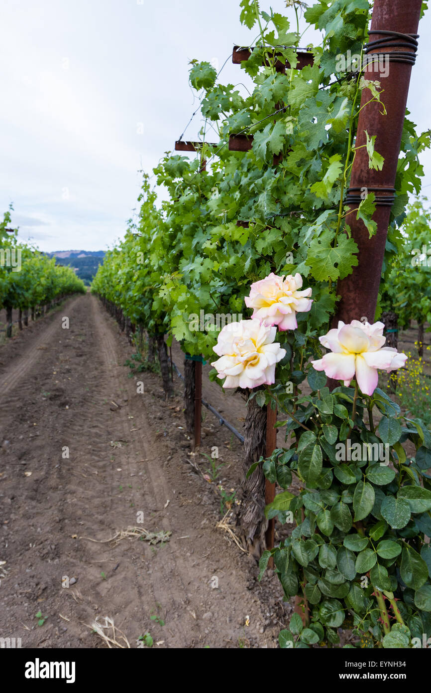 spring green grape vines in clean rows decorated with roses at the ends ...