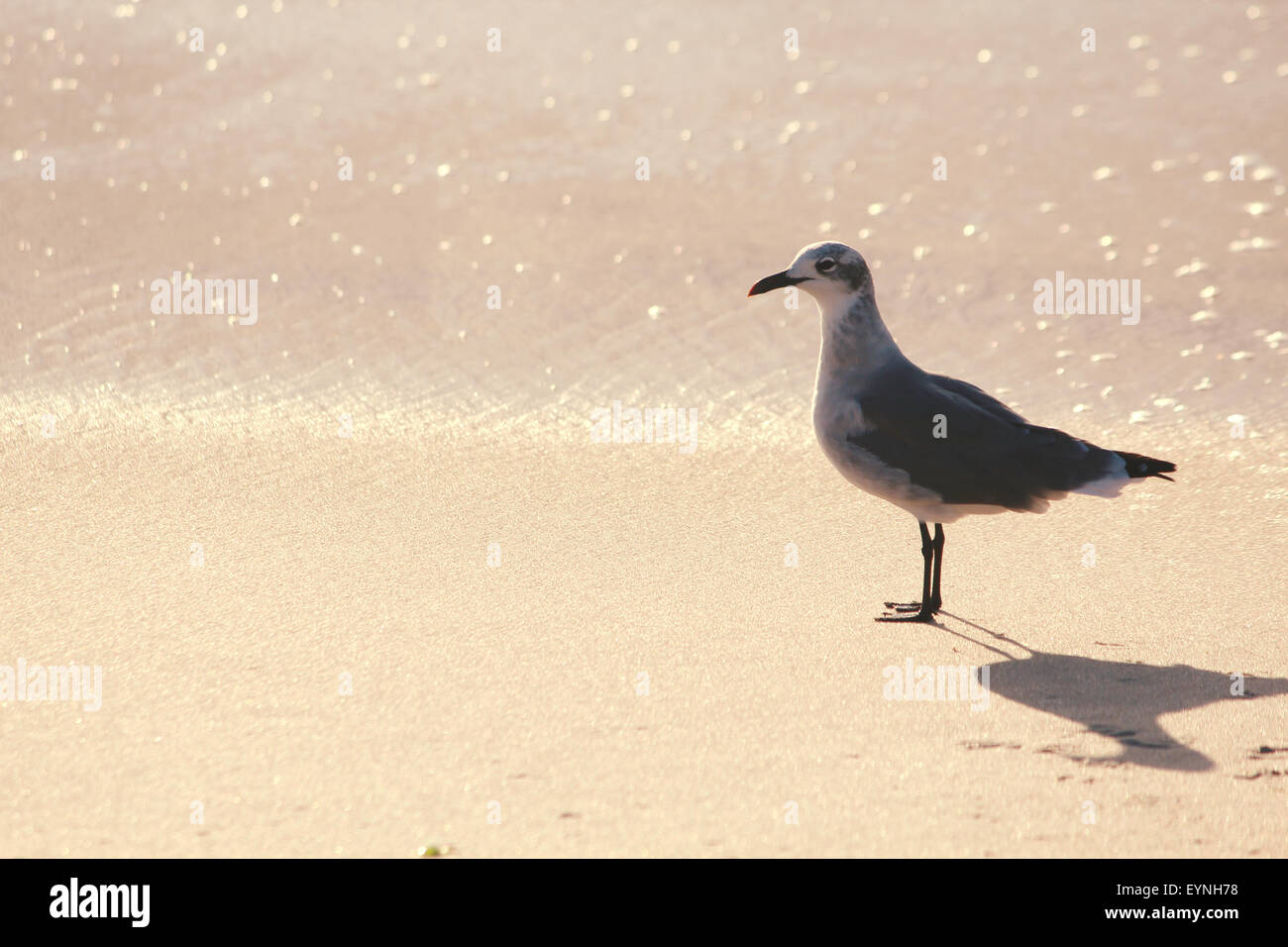 Morning Seagull at the Beach Stock Photo - Alamy