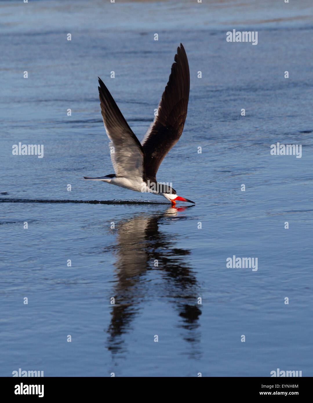 Black Skimmer Skimming Stock Photo - Alamy