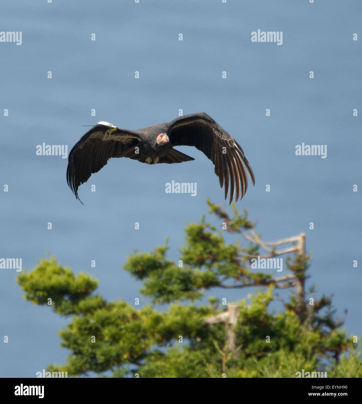 California Condor in Flight Stock Photo - Alamy
