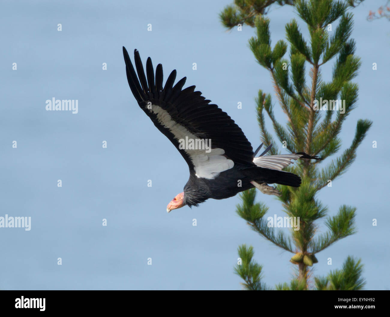 California Condor in Flight Stock Photo - Alamy