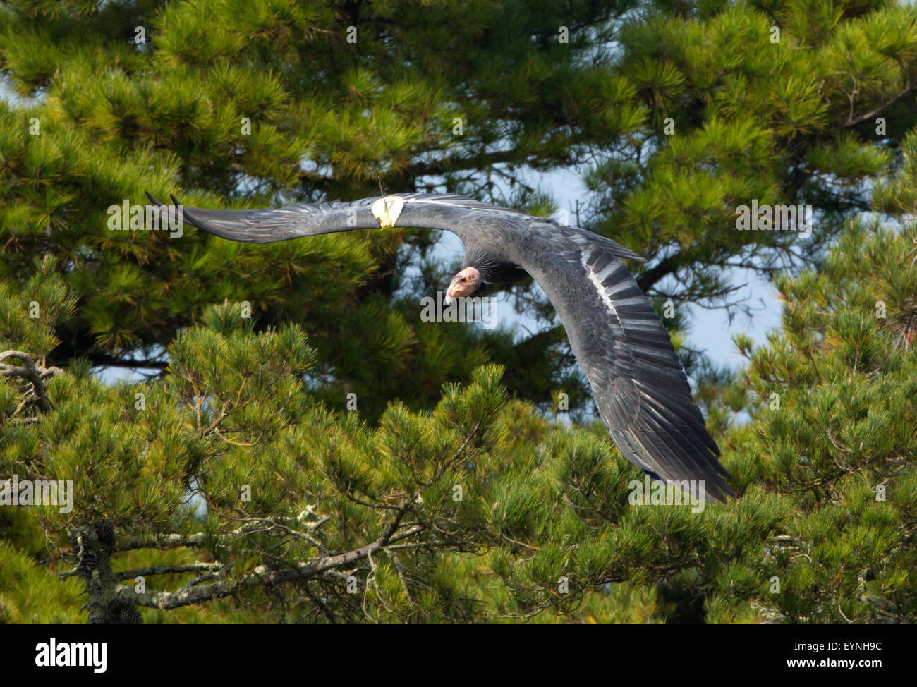California Condor in Flight Stock Photo - Alamy