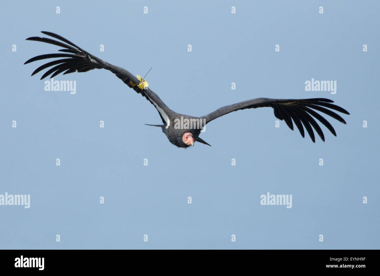California Condor in Flight Stock Photo - Alamy