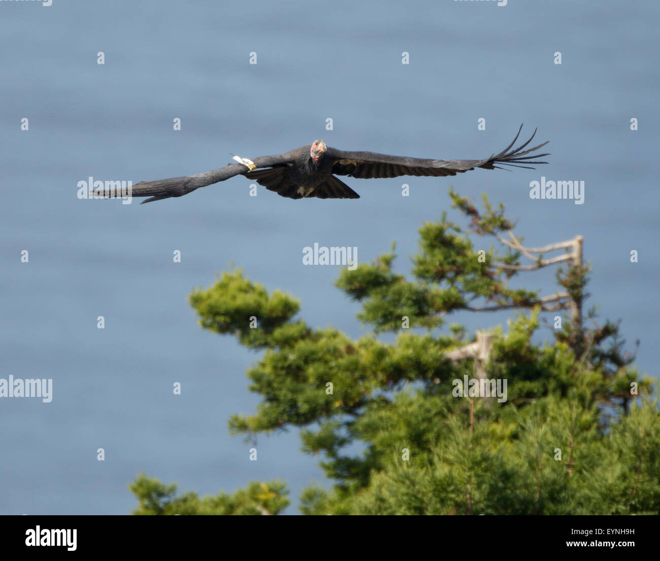 California Condor in Flight Stock Photo - Alamy