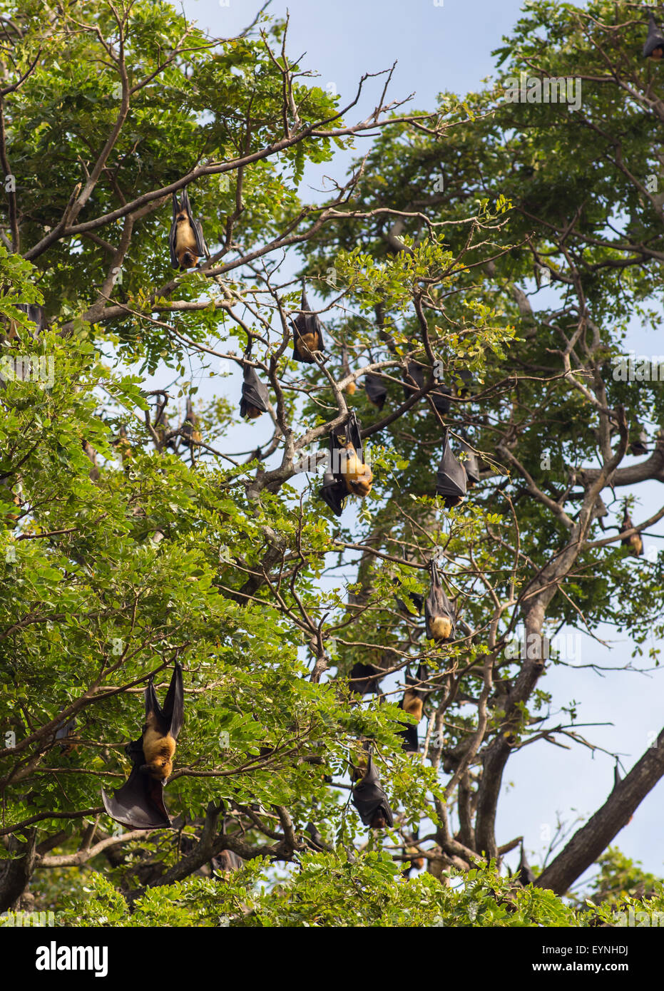 little red flying fox colony Stock Photo - Alamy