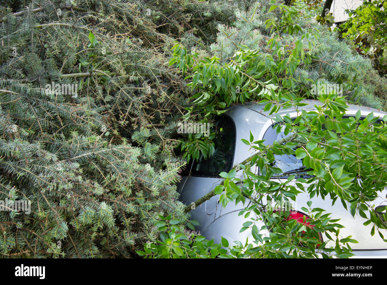 Car trapped under fallen tree after wind storm, broken tree Stock Photo ...