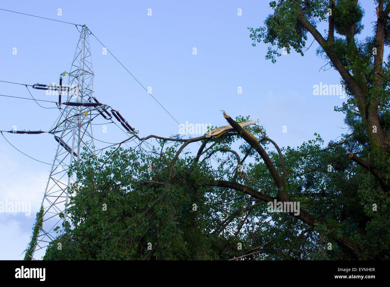 Damaged tree by hurricane wind after storm and high voltage energy pole ...