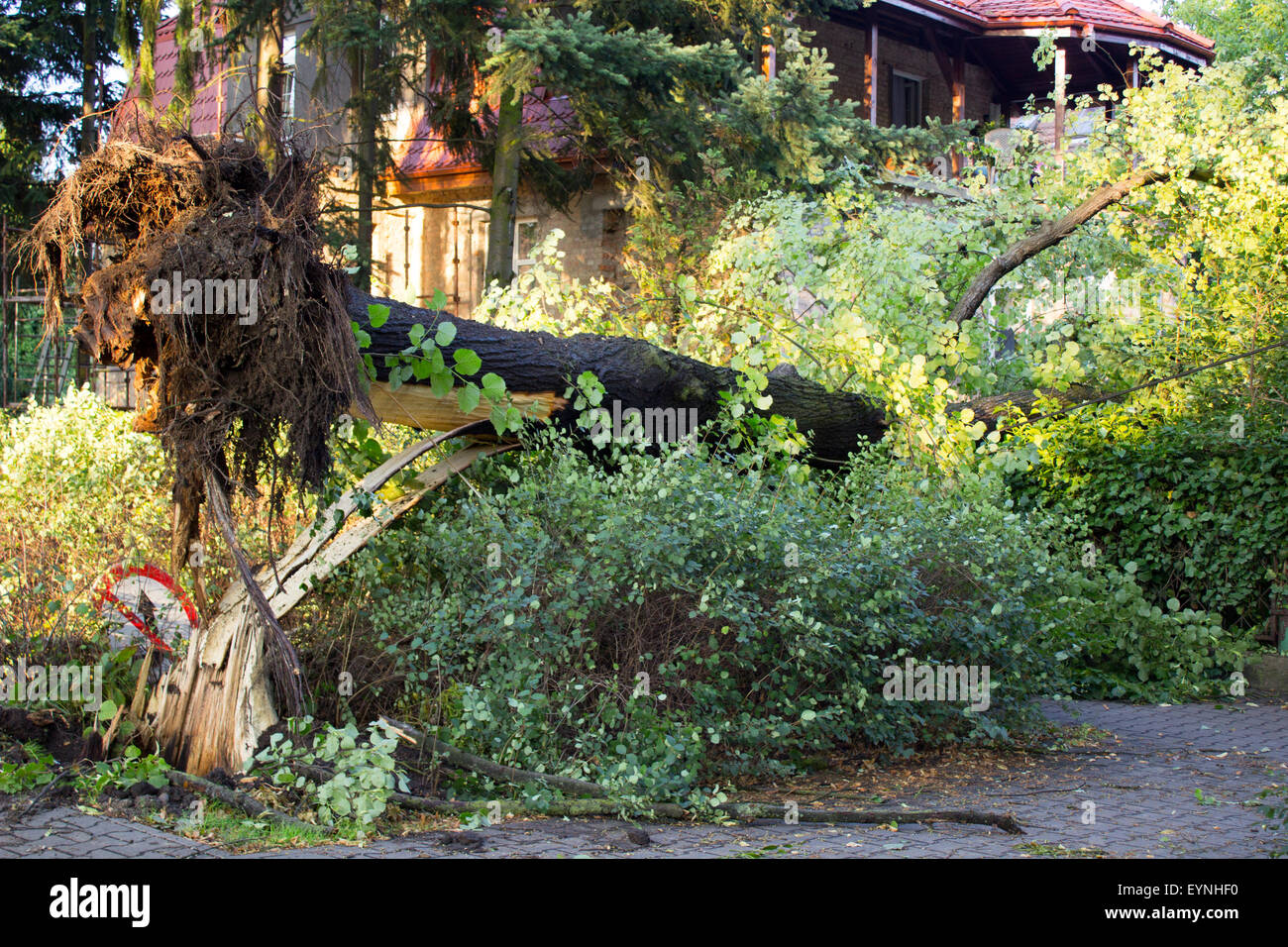 Uprooted tree after storm, fallen tree damaged by wind Stock Photo - Alamy