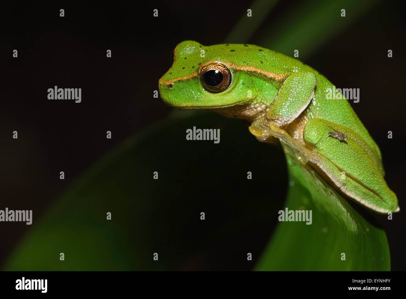Lomandra frog hi-res stock photography and images - Alamy