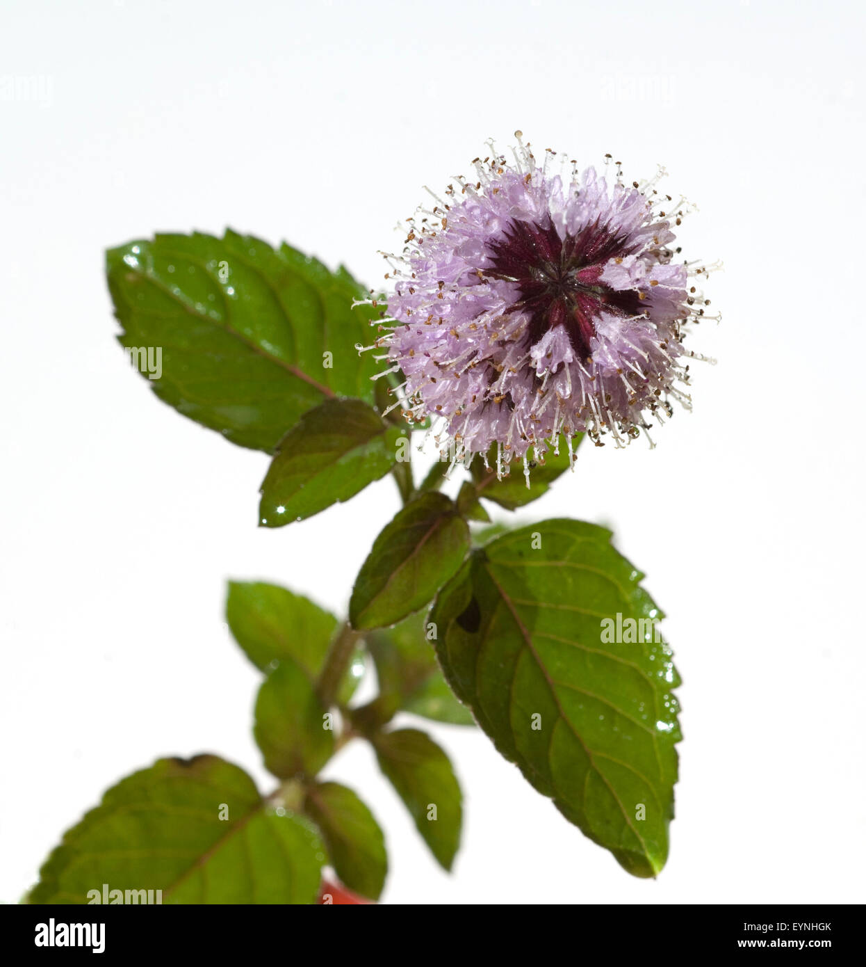Wasserminze, Mentha aquatica Stock Photo - Alamy