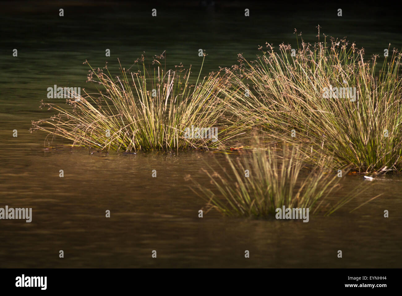 Tropical river grass Stock Photo - Alamy